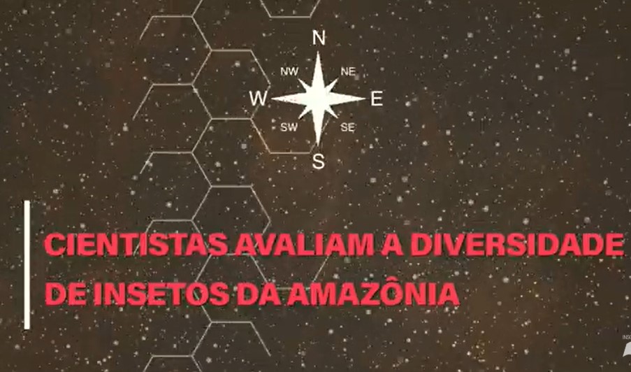 Cientistas avaliam a diversidade de insetos da Amazônia | Centro de ...