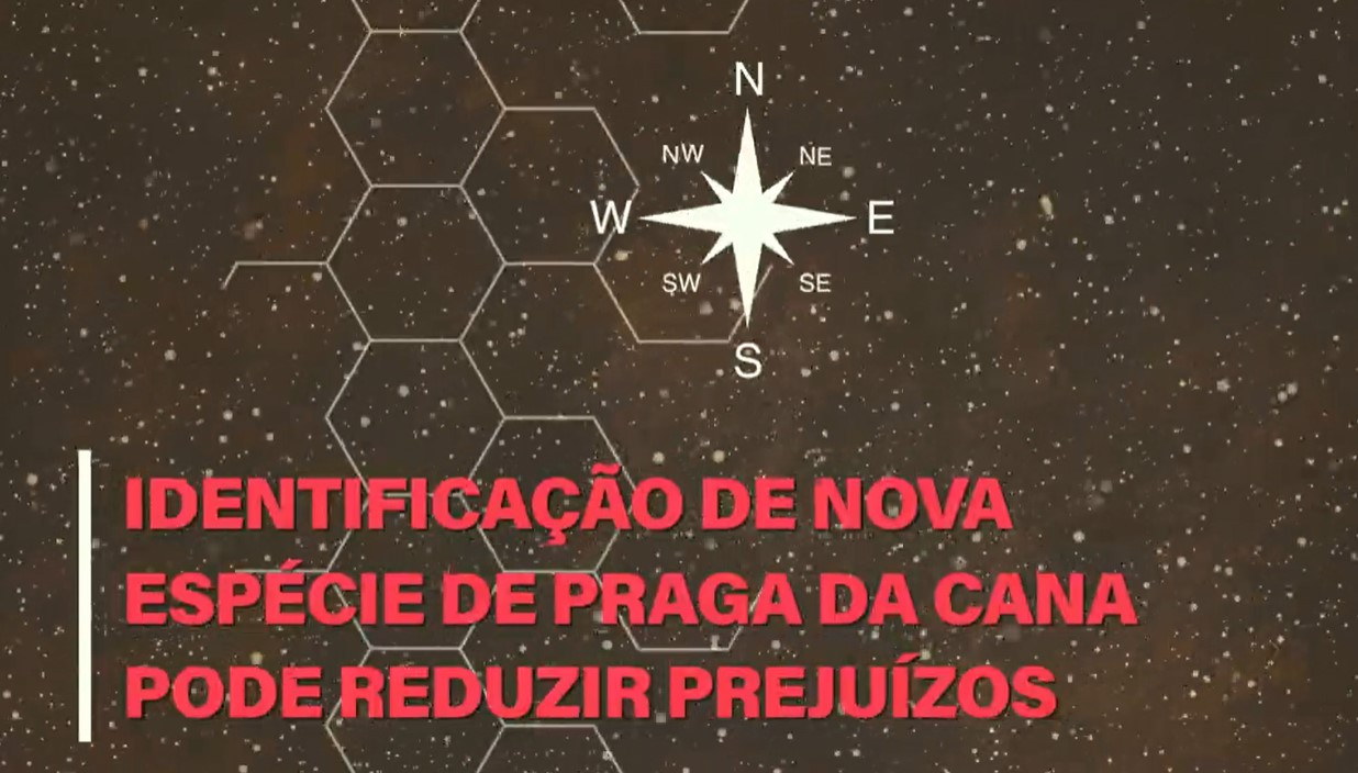 Identificação de nova espécie de praga da cana pode reduzir prejuízos ...